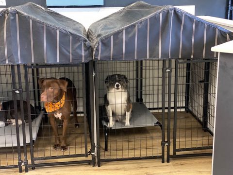 Sandy Paws | Sandy Paws